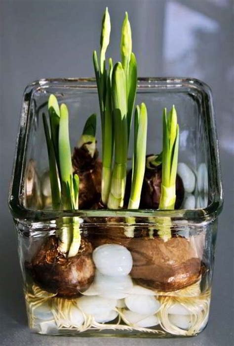 луковицы тюльпанов в гидрогеле выгонка | Bulb flowers, Garden gifts, Plants