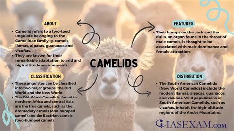 Camelids Upsc Mind Map