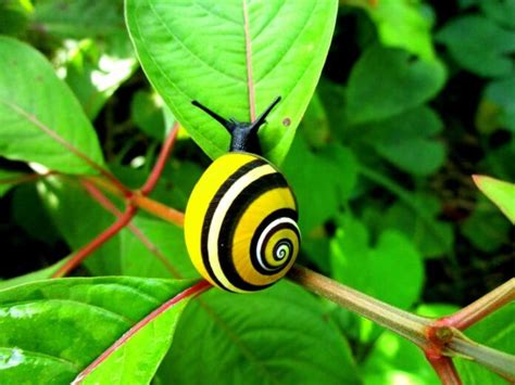 Big Mollusks 13 Largest Snail Species Whatdewhat