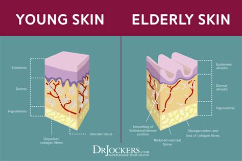 Collagen 9 Reasons Why This Improves Your Health DrJockers Com
