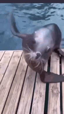 Seal Bounce  Seal Bounce Bouncy Discover And Share S