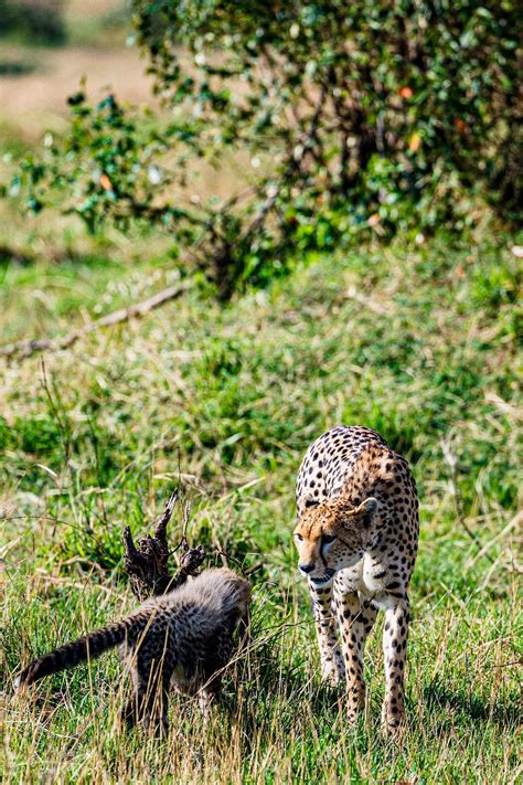 Cheetah Feline Cub Free Photo On Pixabay Pixabay