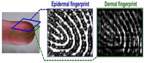 Fingerprint Systems Sensors Image Acquisition Interoperability And Challenges Fingerprint Systems Sensors Image Acquisition Interoperability And Challenges