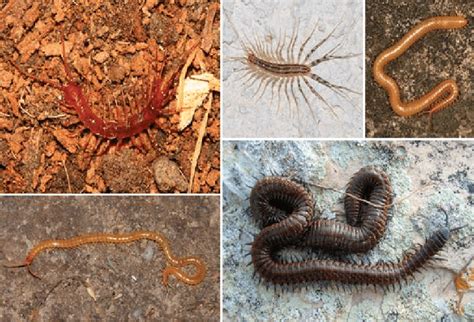 6 Quelques Espèces De Chilopodes Orya Barbarica à Droite En Bas Download Scientific