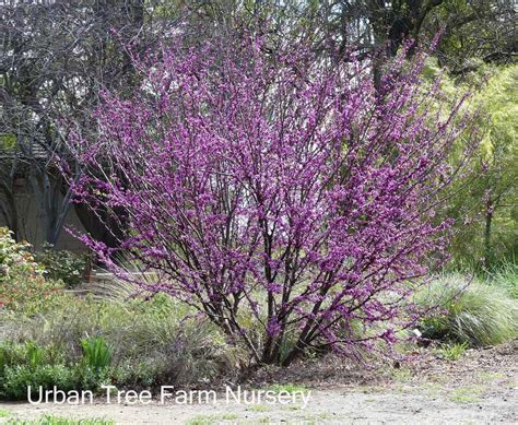 Cercis Occidentalis