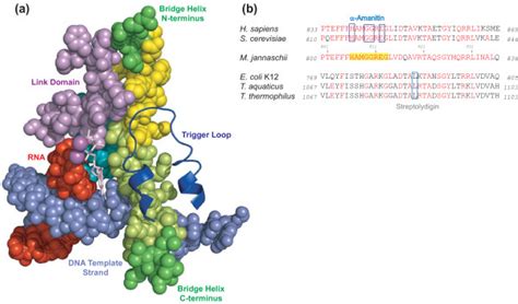 Evolutionary Conservation And Arrangement Of Domains In The Rnap Active Download Scientific