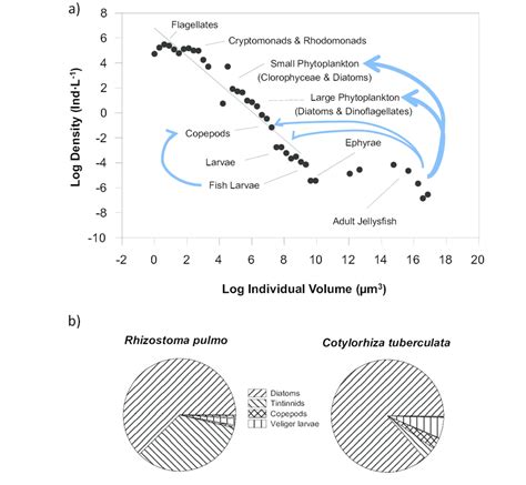 A Example Of Pelagic Biomass Size Spectrum In The Mar Menor Lagoon