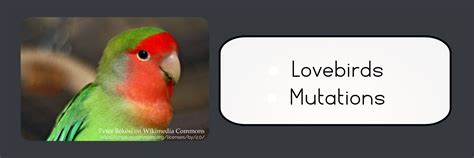 Mutation Library One Odd Bird