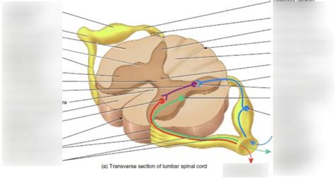 Spinal Cord Labelling Diagram Quizlet