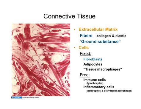 Connective Tissue Extracellular Matrix Is Composed Of