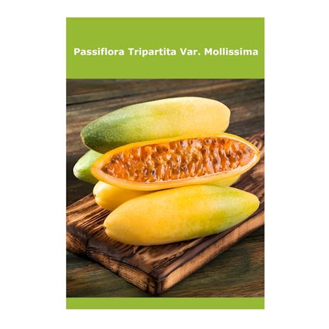 Passiflora Tripartita Var Mollissima My Organic World