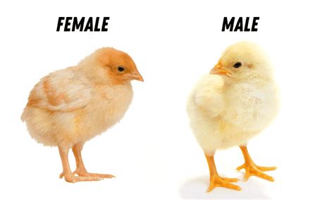 How To Tell The Difference Between Male And Female Chicken Eggs At