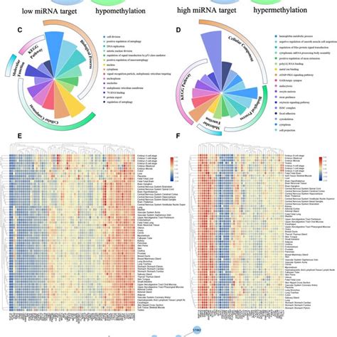 Details For All The Overlapped Genes A And B Venn Graph For All The Download Scientific