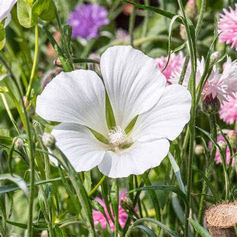 Malope White Seeds Malope Trifida