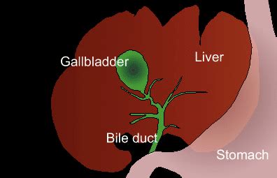Amazing Facts You Should Know About Bilious Vomiting [detailed Guide