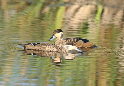 Definitive Guide To Hottentot Teal Facts Habitat Conservation Status