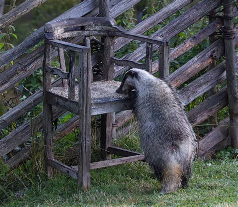 Kristin Devor Det Er Livat I Helsinglie For Tiden Facebook