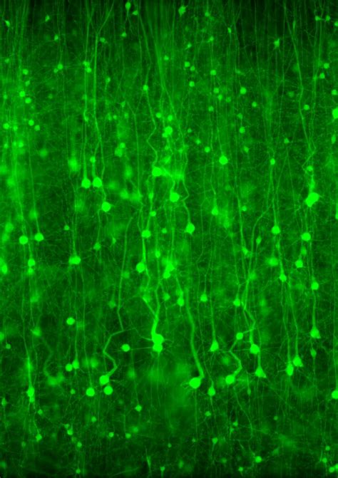 11 In Silico Fluorescence Optical Section Of Neocortical Slice Download Scientific Diagram