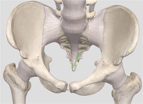 Pilonidal Sinus Abscess Flashcards Quizlet