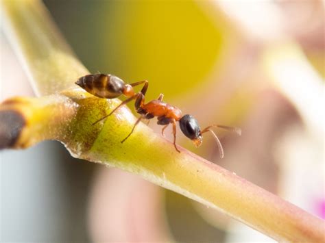 Free Images Ant Macro Photography Pest Close Up Membrane Winged