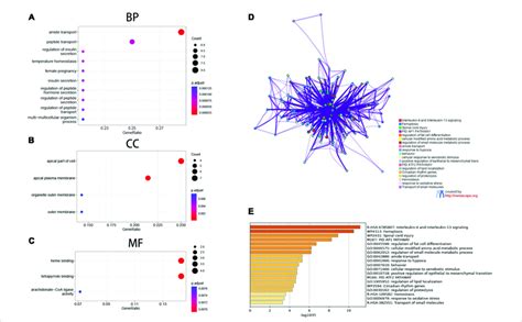 Functional Enrichment Analysis A C Gene Ontology Go Enrichment