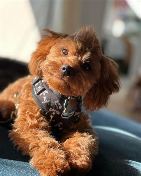 150 Cavapoo Name Ideas You Will Love Premier Pups