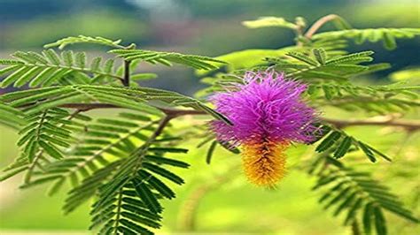 Shami Plant Benefits शनि देव के प्रिय इस पौधे के हैं अनगिनत फायदे मां