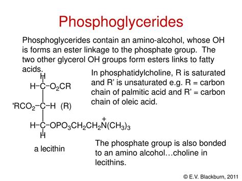 Ppt Lipids Powerpoint Presentation Free Download Id2956382