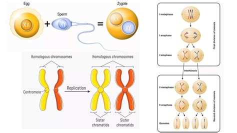 Fertilization Definition Types Process Biology Notes Online