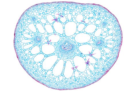 Pétiole De Nénuphar Jaune Nymphaea Coupe Transversale Aérenchyme Et