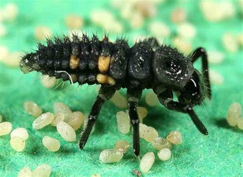 Predatory Beetles Lady Beetles Hortsense Washington State University