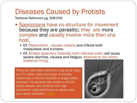 Ppt Protists And Fungi Powerpoint Presentation Free Download Id1552692