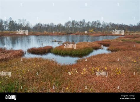 Autumn Bog With Narrow Leaved Common Cottongrass Eriophorum