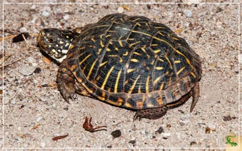 15 Types Of Box Turtles You Can Keep As Pets Reptile Jam