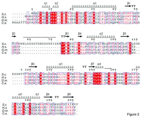 Structure Based Sequence Alignment Of Vps25 Sequences Aligned Using S Download Scientific