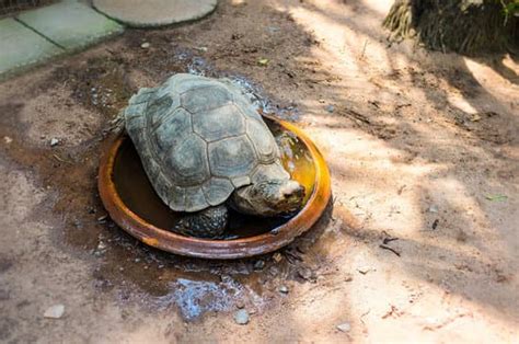 Do Sulcata Tortoises Need Water 3 Facts You Should Know