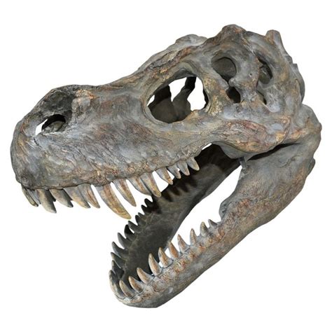 Tyrannosaurus Rex Head Fossil