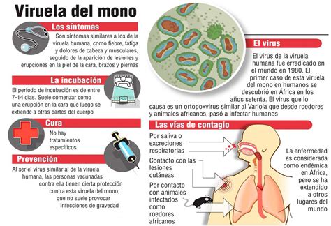 Viruela Del Mono ¿qué Es Y Cómo Se Contagia
