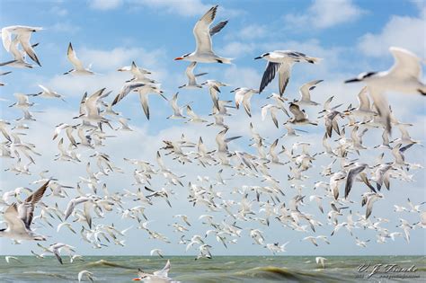 Sitting In A Flock Of Terns • Points In Focus Photography