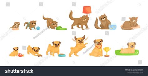 Cat Breeding Cycle
