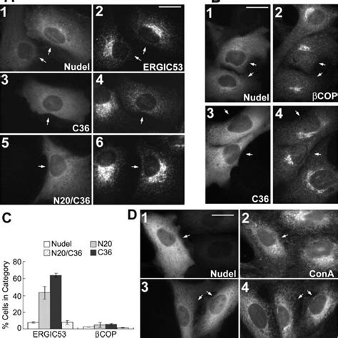 Distributions Of The Ergic Copi Coated Compartments And Er Cv1 Cells