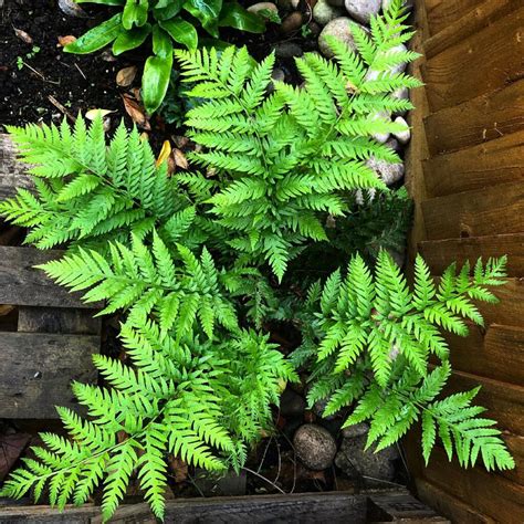 Types Of Ferns A Comprehensive Guide To Varieties And Care