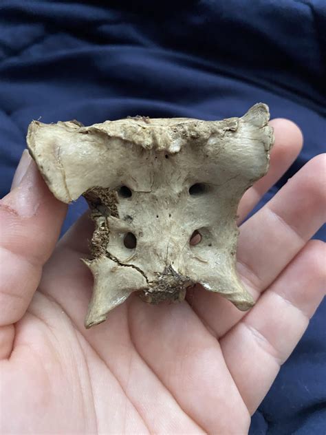 I Know That Its A Coyote Bone I Was Thinking It Was Maybe An Atlas
