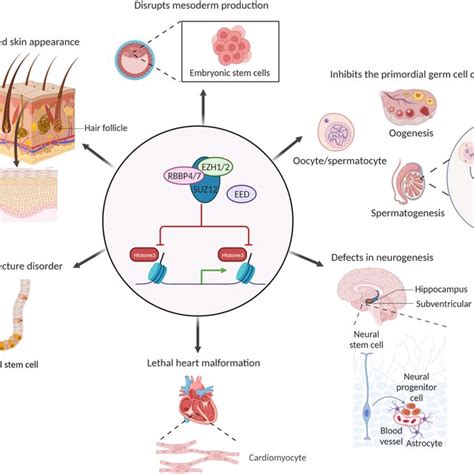 Embryonic Ectoderm Development Eed Protein Is Reside In Various Organ
