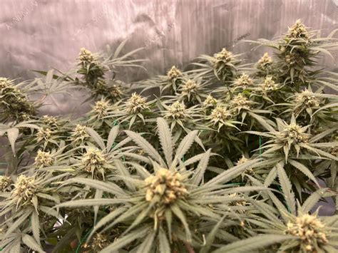 Nitrogen Toxicity R Notillgrowery