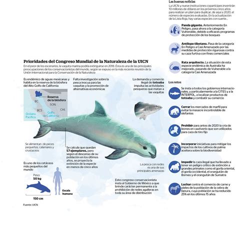 Inminente Extinción De La Vaquita Marina El Siglo De Torreón