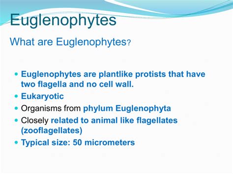 Euglenophytes Characteristics Habitat And Reproduction