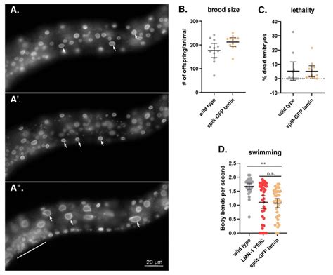 Split Gfp Lamin As A Tool For Studying C Elegans Lmn 1 Dynamics In