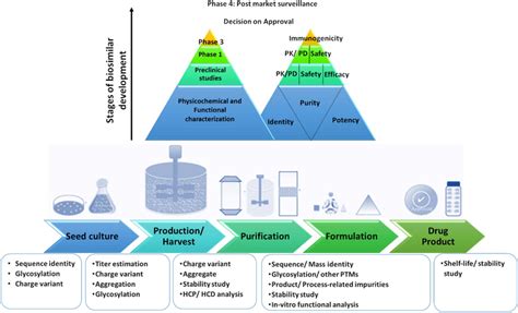 Bioprocess Train With Multiple Stages Of Development During Biosimilar Download Scientific