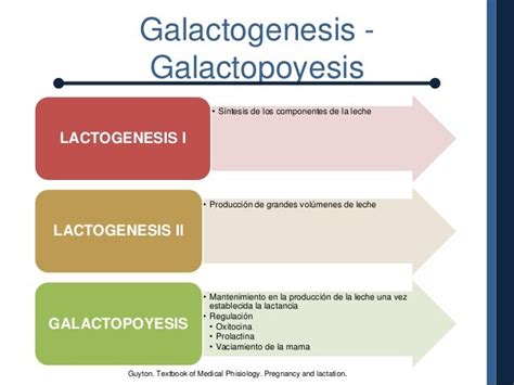 Anatomia Y Fisiologia De Mama